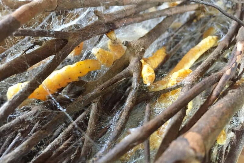 Boat trip to silk island with English speaking guide - Practical Details and Value