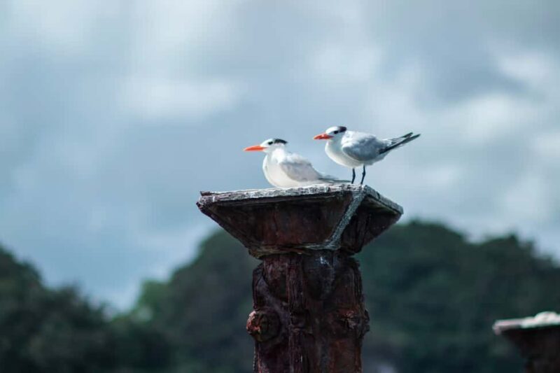 Boca Chica : Los Haitises Guided Hike and Kayaking - FAQ