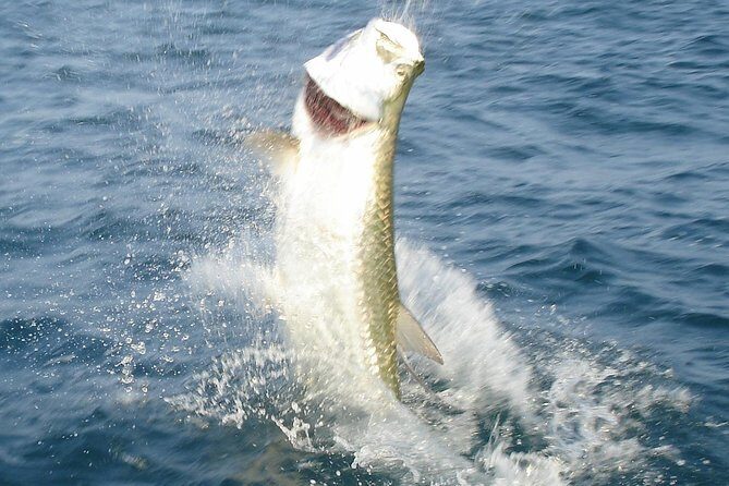 Boca Grande Inshore Fishing Charter - The Value of a Private Charter