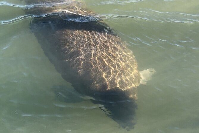 Boca Grande Kayaking Tour - FAQ
