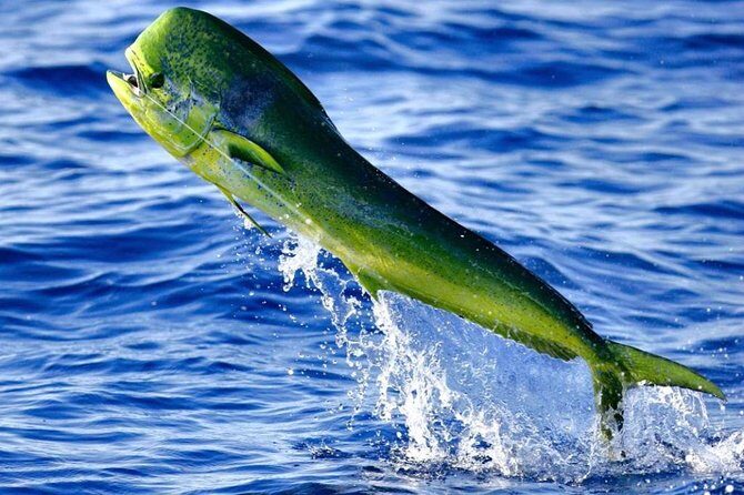 Boca Raton Deep Sea Fishing Trips - FAQ