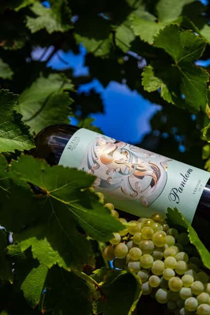 BODEGAS PANDORA: tour through the vineyards and winery with wine tasting. - What Does the Price of $35 Offer?
