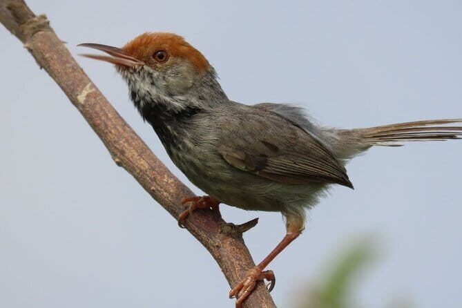 Bodia Classic Massage in Phnom Penh - FAQ