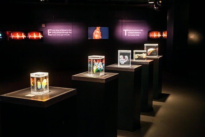Bodies The Exhibition at the Luxor Hotel and Casino - An Eye-Opening Journey Through the Human Body