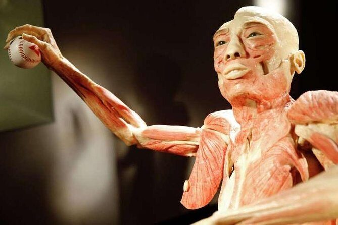 Bodies The Exhibition at the Luxor Hotel and Casino - The Sum Up: Who Should Visit?