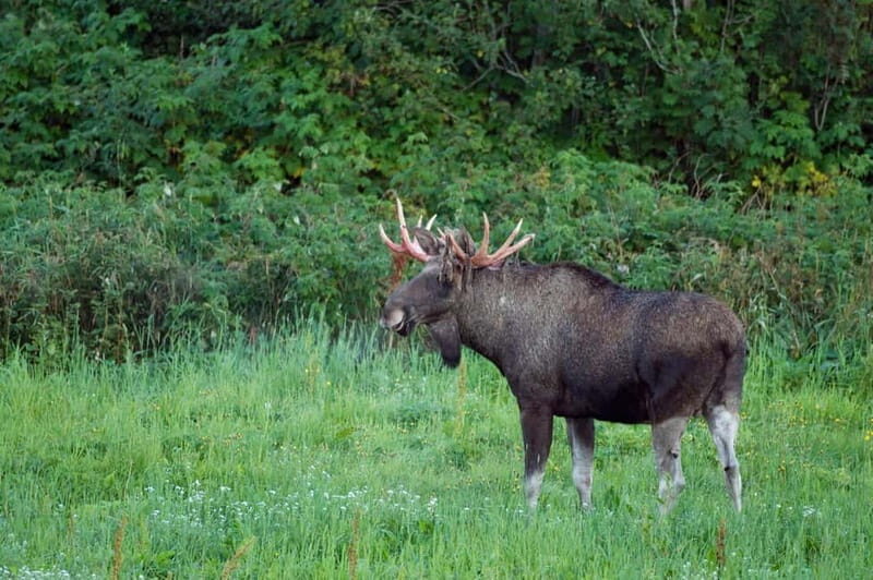 Bodø: Moose Safari Tour - Key Points