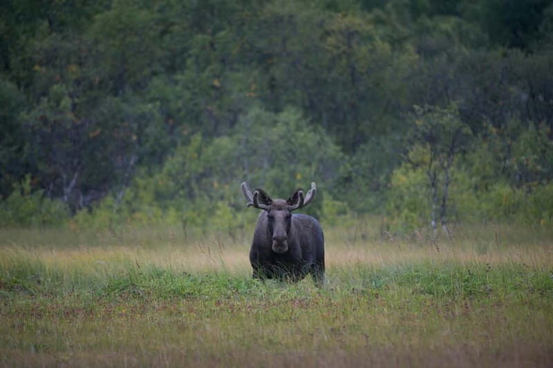 Bodø: Moose Safari Tour - A Closer Look at the Moose Safari Experience