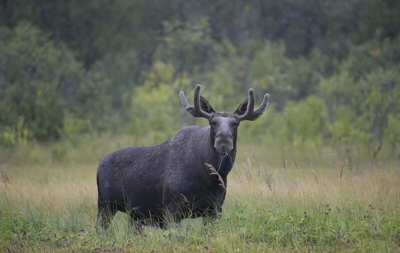 Bodø: Moose Safari Tour - Who Will Love This Tour?