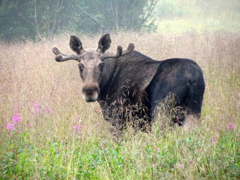 Bodø: Northern Norway Moose Safari - Key Points