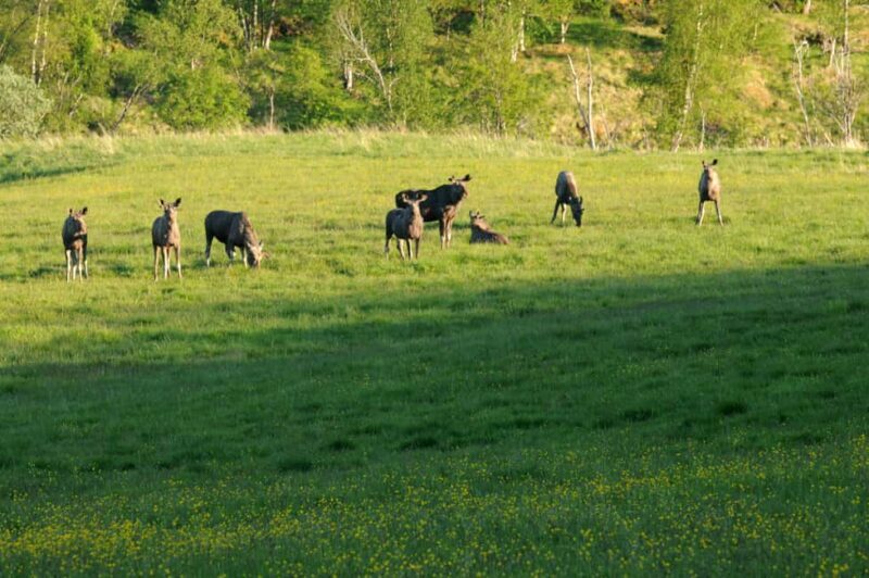 Bodø: Northern Norway Moose Safari - a Scenic Start in Bodø
