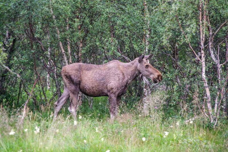 Bodø: Northern Norway Moose Safari - Expectation of Wildlife Viewing