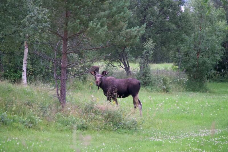 Bodø: Northern Norway Moose Safari - What to Pack and Wear