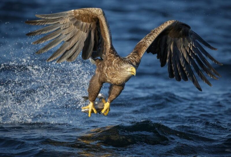 Bodø: Saltstraumen Sea Eagle Trip by RIB - FAQ