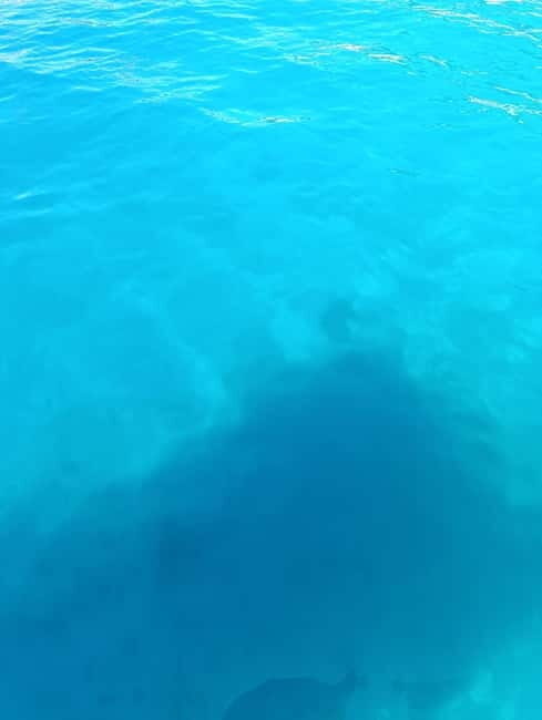 Bodrum boat trip starting from Gümbet beach - Pricing and Value