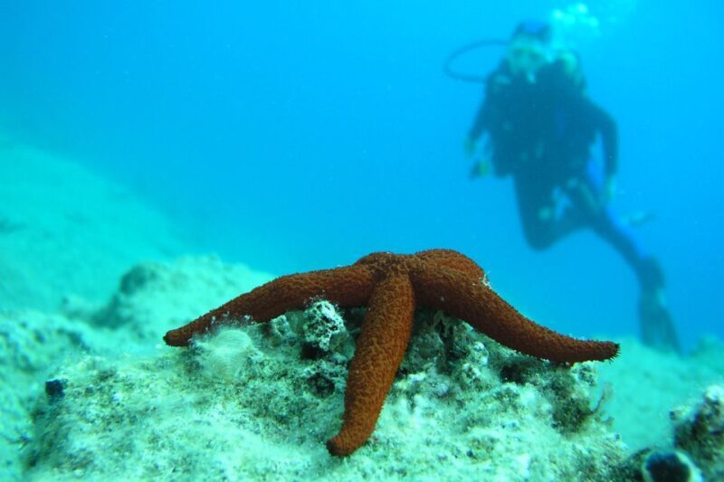 Bodrum: Full-Day Scuba Diving Tour - Bodrum: Full-Day Scuba Diving Tour Review