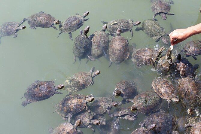 Bodrum Turtle Beach Tour With Mud Baths & King Tombs - Is This Tour Worth It?
