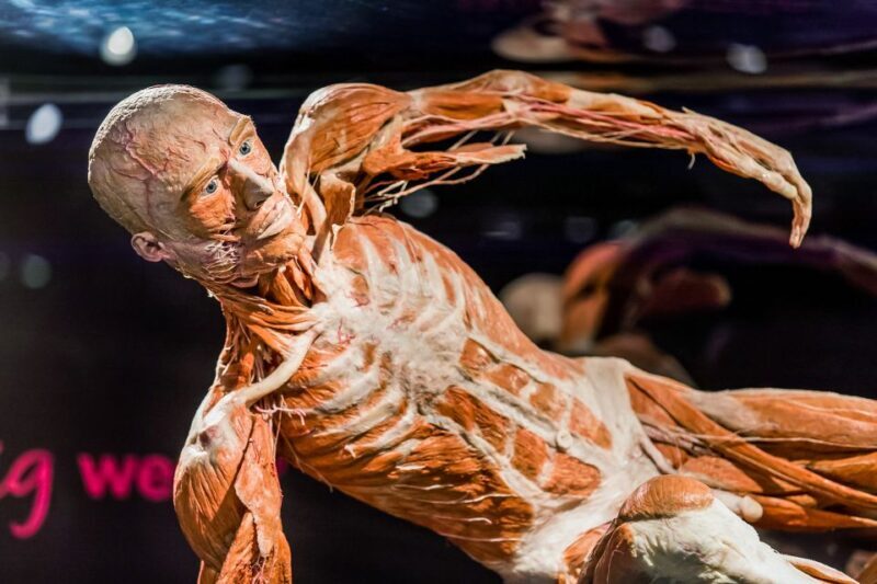 Body Worlds Amsterdam: The Happiness Project Ticket - Value for Money