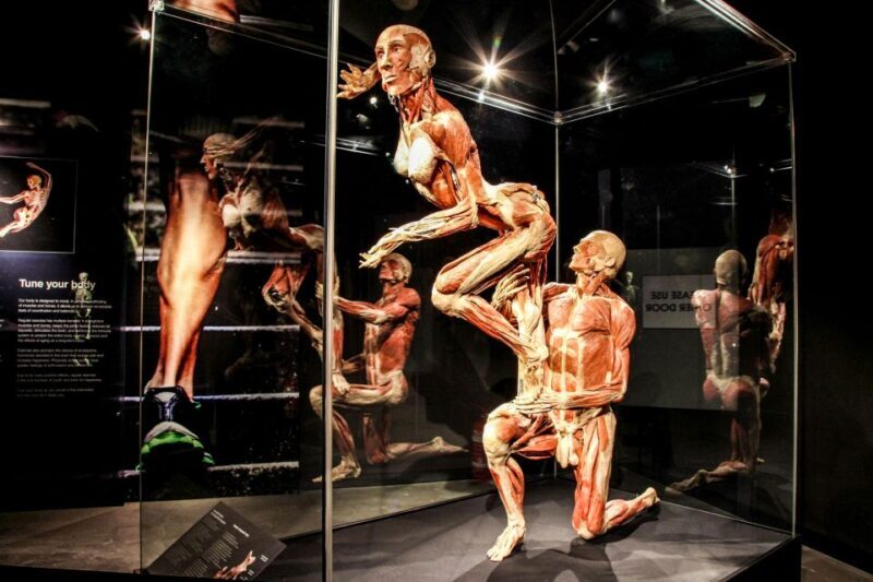 Body Worlds Amsterdam: The Happiness Project Ticket - Who Should Visit?