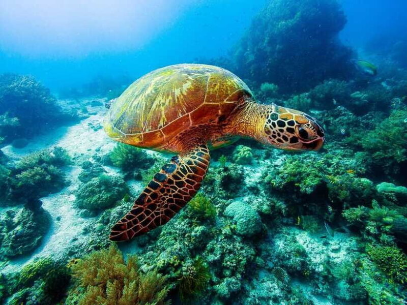 Bohol: Balicasag Boat Tour with extra snorkeling time - Who Should Consider This Tour?