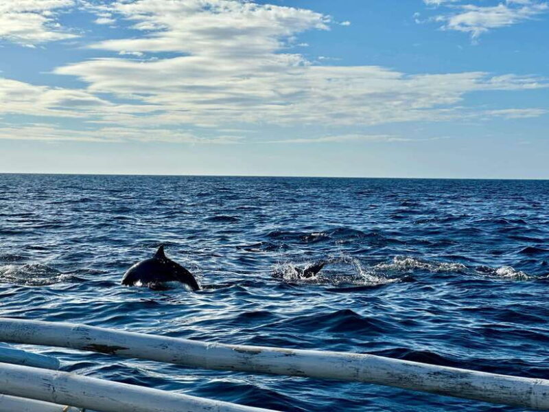 Bohol Balicasag Is Private Tour and Dolphin Watching - The Itinerary: What to Expect from Start to Finish