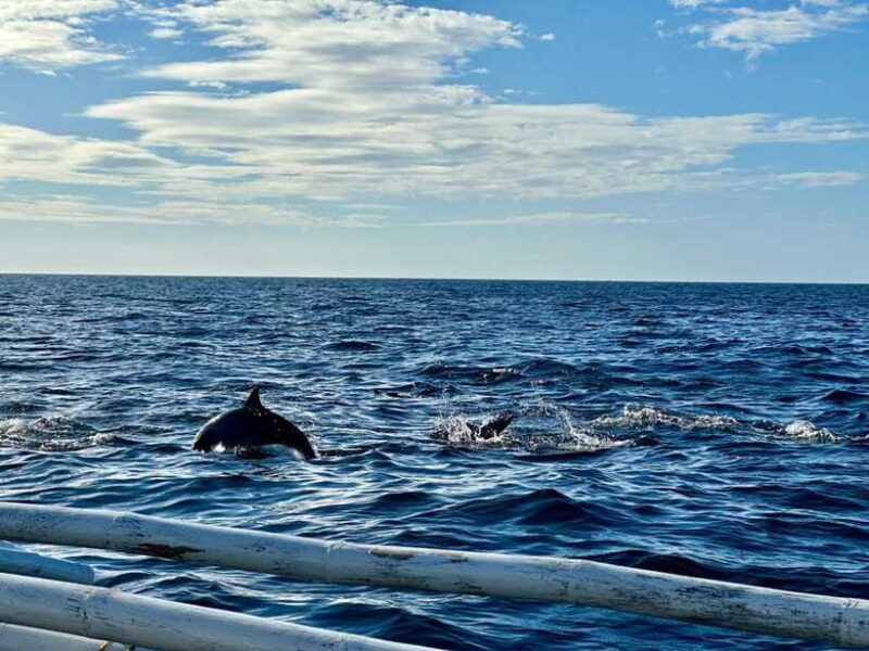 Bohol Balicasag Is Private Tour and Dolphin Watching - How This Tour Compares to Similar Experiences
