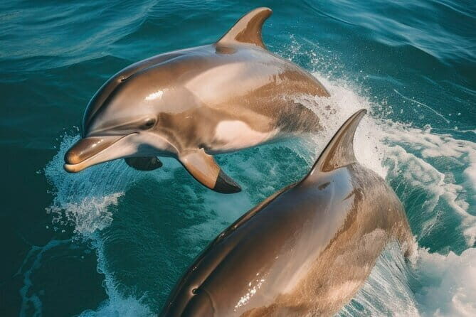 Bohol Balicasag Island Hopping with Dolphin Watching and Lunch - Who This Tour Is Best Suited For