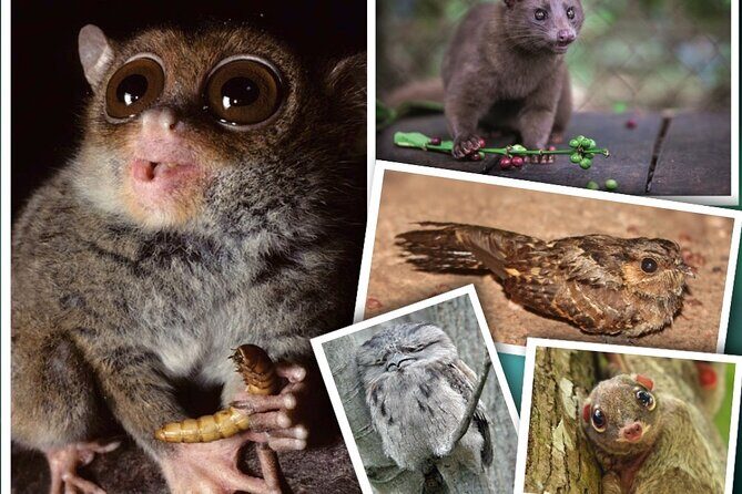 Bohol: Bilar - Night Safari Tour - What to Expect from the Tour