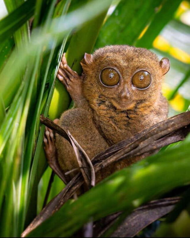 Bohol: Budget Chocolate Hills & Tarsiers -Backpacker Special - Key Points