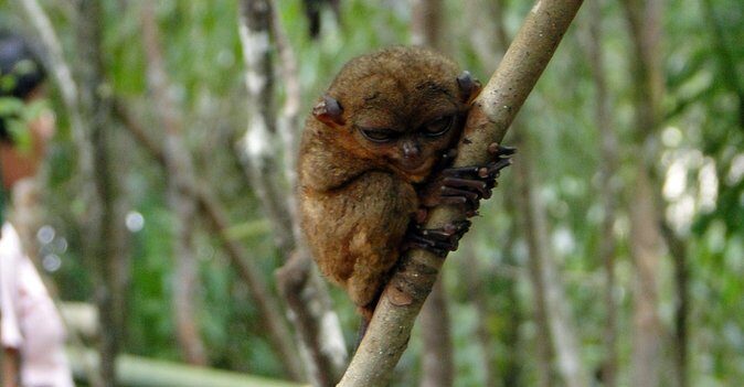 Bohol: Budgeted Country Eco-Cultural Tour - Practical Considerations and Value