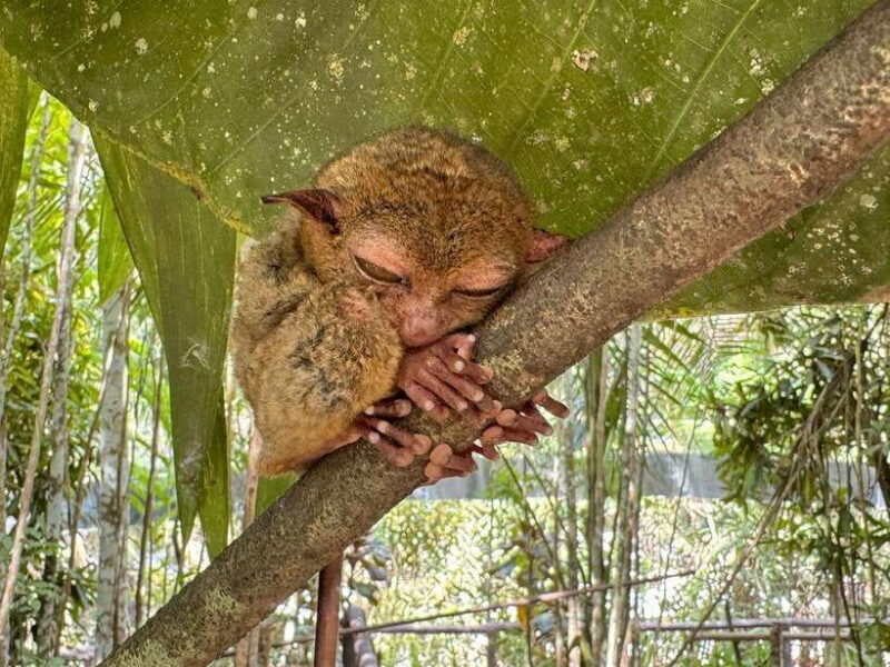 Bohol: Budgeted Countryside with Buffet Lunch Private Tour - Key Points
