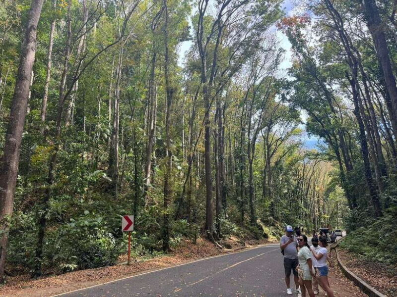 Bohol: Budgeted Countryside with Buffet Lunch Private Tour - Exploring the Heart of Bohol: An In-Depth Review