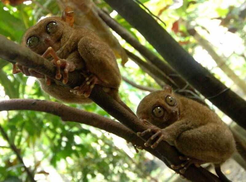 Bohol: Choco Tour + Loboc River Lunch Buffet + ATV Adventure - Who Will Appreciate This Tour?