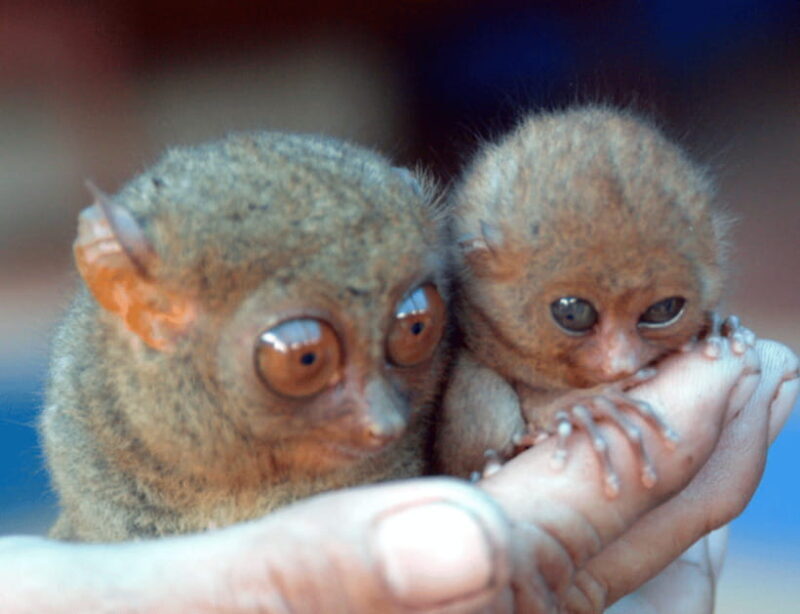 Bohol: Choco Tour & Tarsiers with Lunch - Key Points