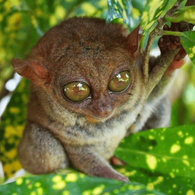 BOHOL: Choco Tour with Sikatuna Mirror of the World - A Practical Guide to the Bohol Choco Tour