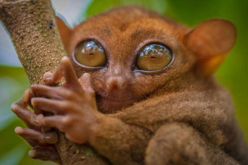 Bohol: Chocolate Hills and Countryside Tour - Salt-Making Workshop