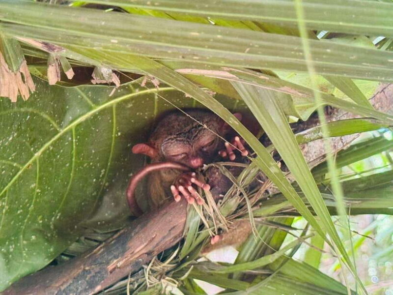 Bohol Chocolate Hills, Mirror of the World & Tarsier Tour - Frequently Asked Questions