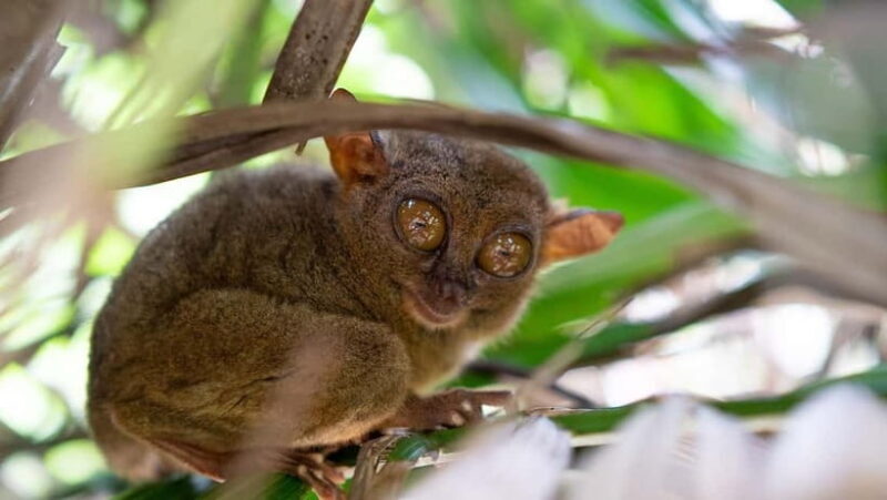 Bohol: Chocolate hills Private Eco-Tours - Key Points