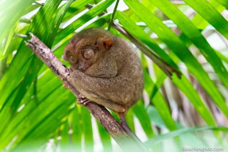 Bohol: Chocolate Hills, Tarsier, and Loboc River Tour - Overview of the Tour Experience