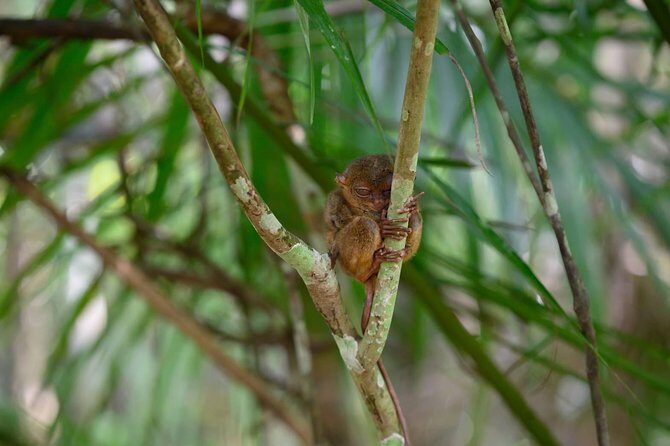 Bohol Chocolate Hills & Tarsiers with roundtrip ferry from Cebu - How This Tour Works