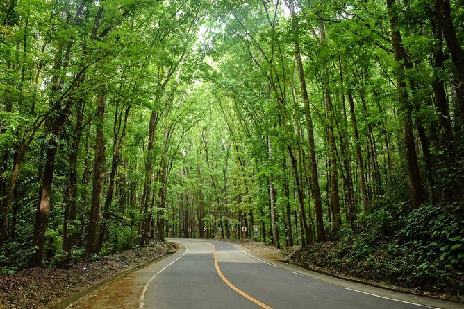 Bohol Countryside Day Tour from Cebu City or Mactan - Best Seller - An Overview of the Tour Experience