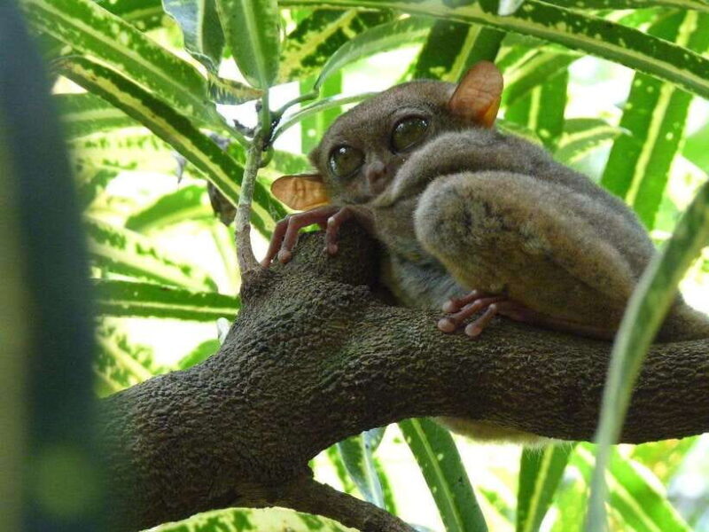 Bohol: Countryside Tour with Tarsiers and Chocolate Hills - Authentic Feedback from Travelers