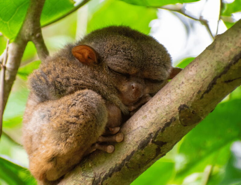 Bohol: Countryside Tour with Tarsiers and Chocolate Hills - Final Words