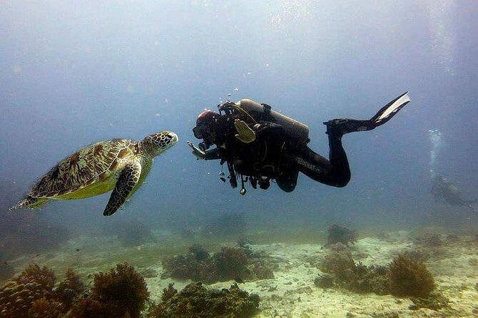 Bohol Dive Courses - The Stops: Balicasag Reef and Panglao Island