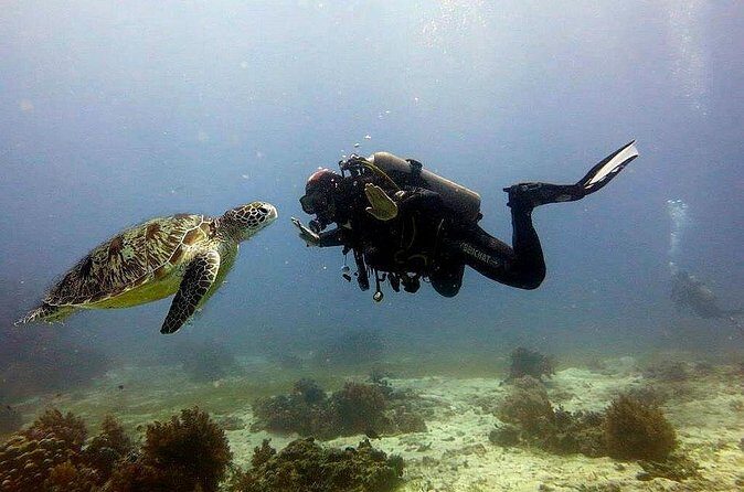 Bohol Dive Courses - The Experience: Pros and Cons