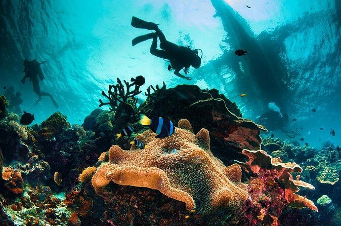 Bohol Dive Courses - Who Should Consider This Tour?