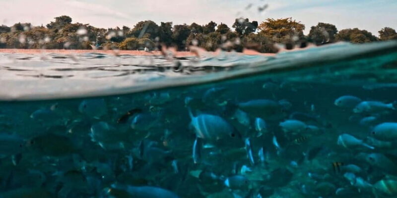 Bohol: Dolphin Watching & Balicasag Island Hopping Tour - Authentic Traveler Perspectives: The Good & The Not-So-Good