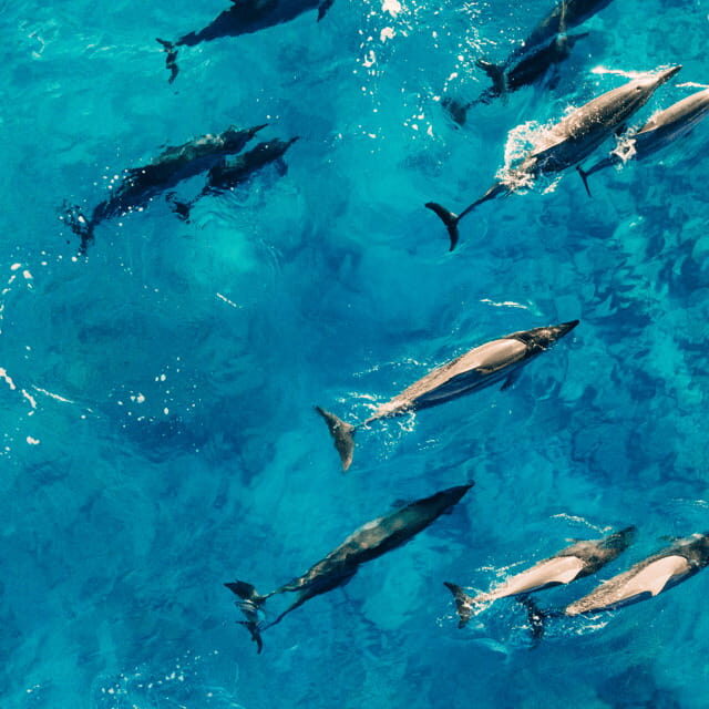 Bohol: Dolphin Watching, Balicasag Island Hopping Tour - Exploring Bohol: Dolphin Watching and Island Hopping