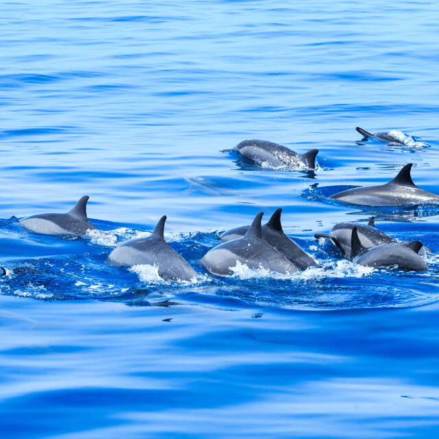 Bohol: Dolphin Watching, Balicasag Island Hopping Tour - Lunch and Relaxation on Virgin Island