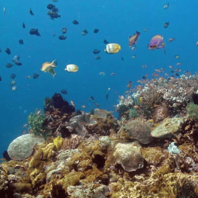 Bohol: Dolphin Watching, Balicasag Island Hopping Tour - Frequently Asked Questions