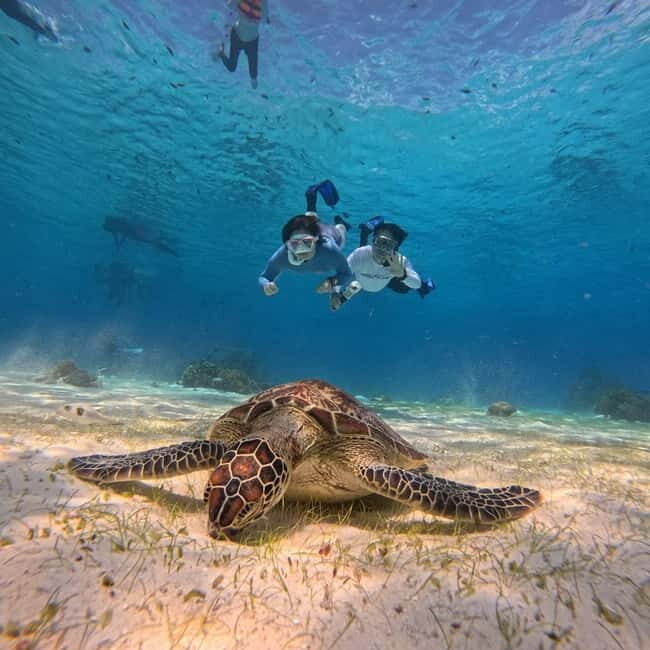 BOHOL: Dolphin Watching, Turtle Swim and Island Party - What Travelers Can Expect and Why It Matters